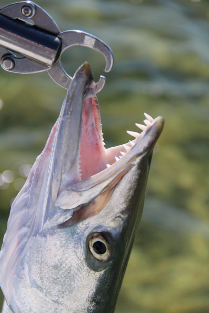 Barracuda Fishing - Low Key Angling Key West Florida